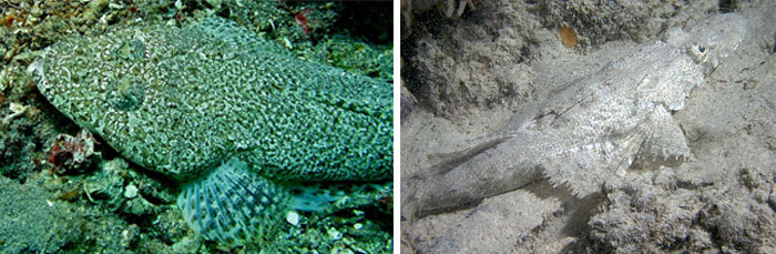 양태과 Family Platycephalidae(Flatheads).