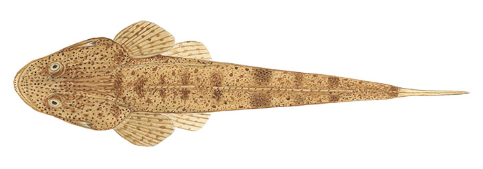 양태(良太; Bar-tail flathead). Platycephalus indicus