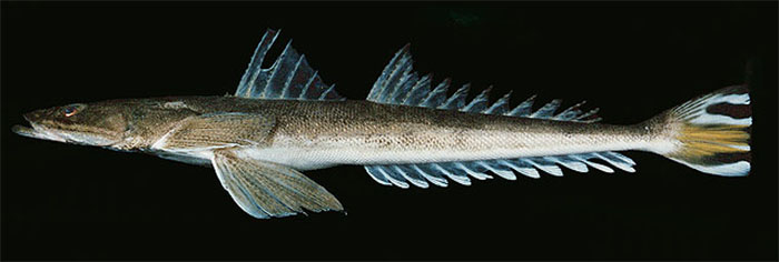 양태(良太; Bar-tail flathead). Platycephalus indicus