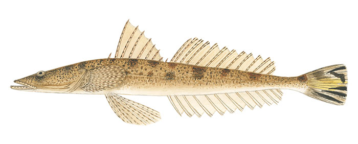양태(良太; Bar-tail flathead). Platycephalus indicus