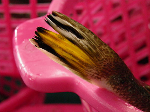 양태(良太; Bar-tail flathead). Platycephalus indicus