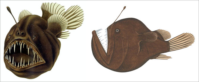 검정아귀과 Family Melanocetidae(Black Seadevils)