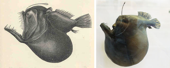검정아귀과 Family Melanocetidae(Black Seadevils)