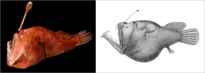 검정아귀과 Family Melanocetidae(Black Seadevils)