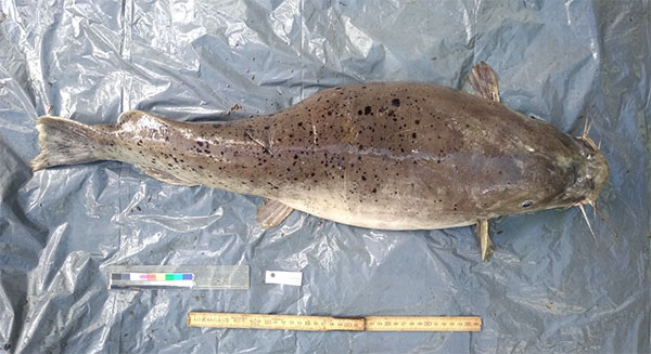 전기메기(Electric catfish) Malapterurus electricus