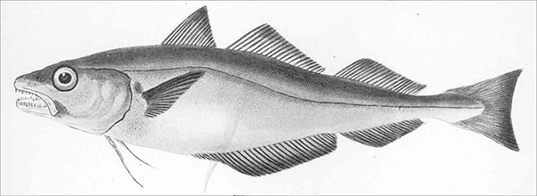 대구과(大口科) Family Gadidae(Cods and haddocks).