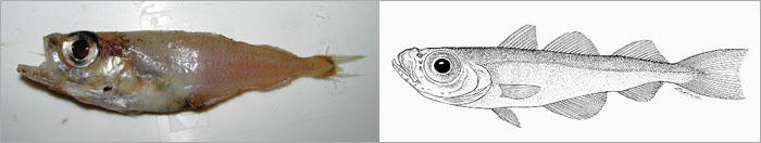 대구과(大口科) Family Gadidae(Cods and haddocks).