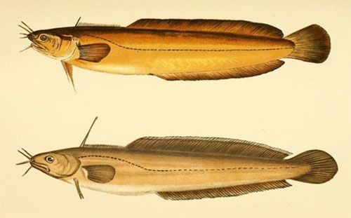 수염대구(Fourbeard rockling). Enchelyopus cimbrius