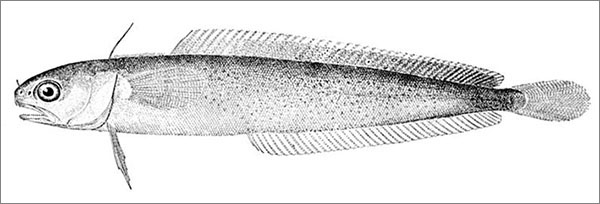 수염대구(Fourbeard rockling). Enchelyopus cimbrius