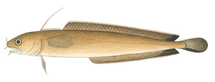 수염대구(Fourbeard rockling). Enchelyopus cimbrius