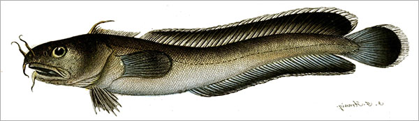 수염대구(Fourbeard rockling). Enchelyopus cimbrius