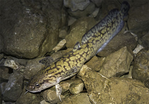 모오케(Burbot). Lota lota