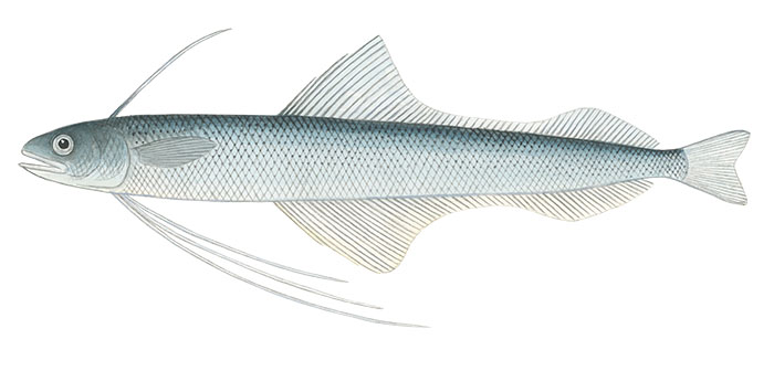 날개멸(Japanese codlet). Bregmaceros japonicus