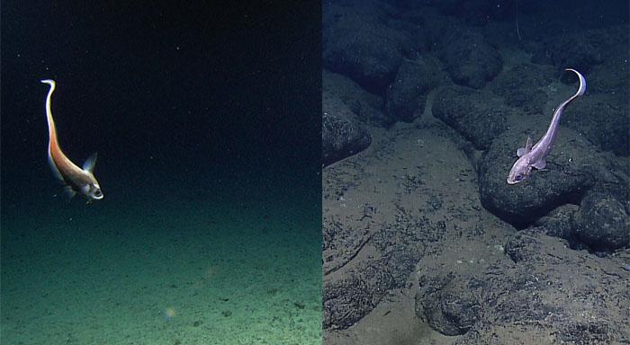 민태과 Family Macrouridae(Grenadiers or rattails).