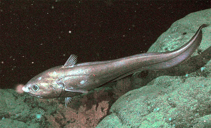 민태과 Family Macrouridae(Grenadiers or rattails).