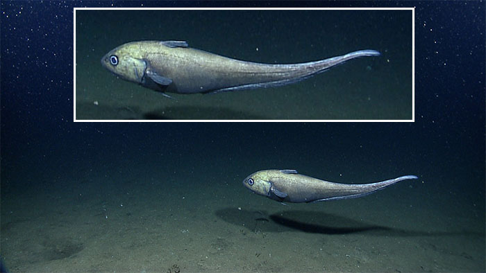 민태과 Family Macrouridae(Grenadiers or rattails).