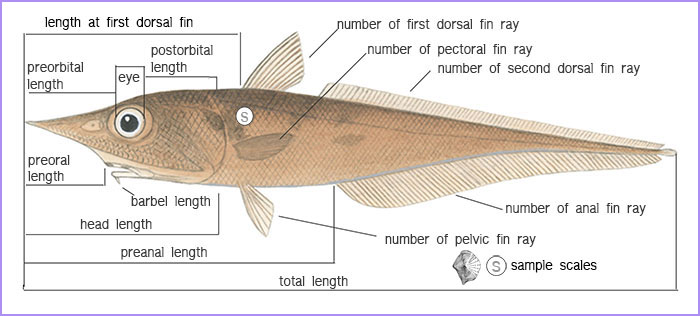 작은눈긴가시민태 (Microps grenadier). Coryphaenoides microps