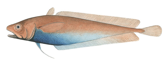 민수염대구(Jordan's cod). Gadella jordani