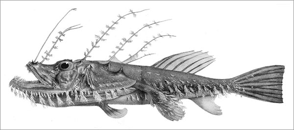 아귀과 Family Lophiidae(Goosefishes).