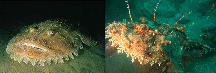 아귀과 Family Lophiidae(Goosefishes).