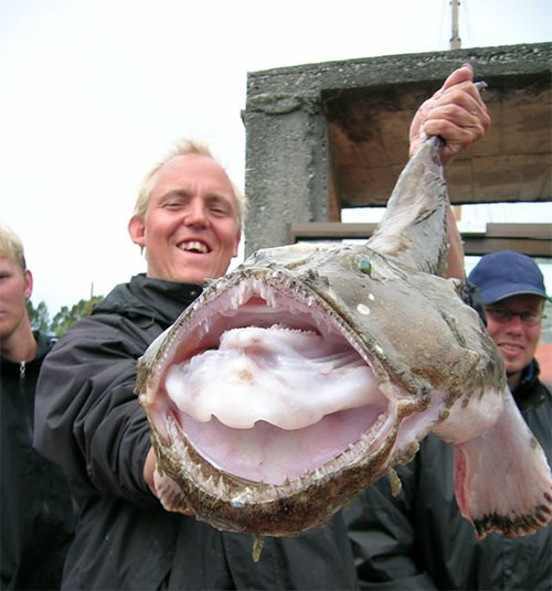 아귀과 Family Lophiidae(Goosefishes).