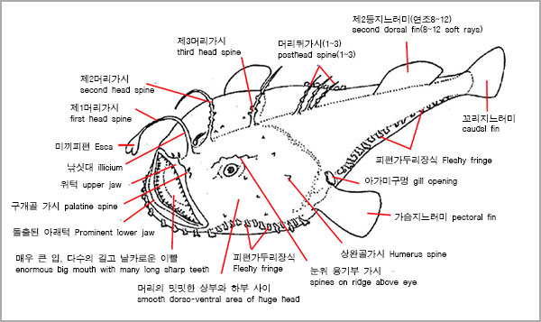 아귀과 Family Lophiidae(Goosefishes).