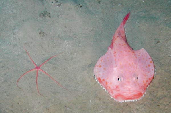 점씬벵이과 Family Chaunacidae(Sea toads).