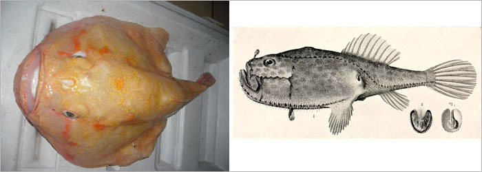 점씬벵이과 Family Chaunacidae(Sea toads).