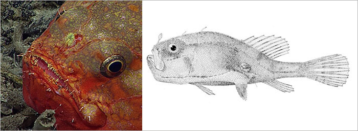 점씬벵이과 Family Chaunacidae(Sea toads).
