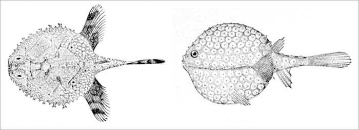부치과 Family Ogcocephalidae(Batfishes).