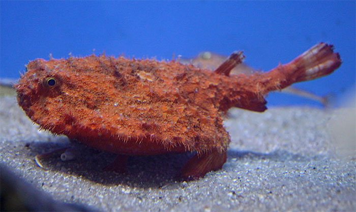 부치과 Family Ogcocephalidae(Batfishes).