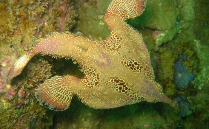부치과 Family Ogcocephalidae(Batfishes).