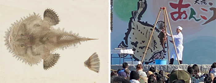 아귀(Blackmouth angler). Lophiomus setigerus