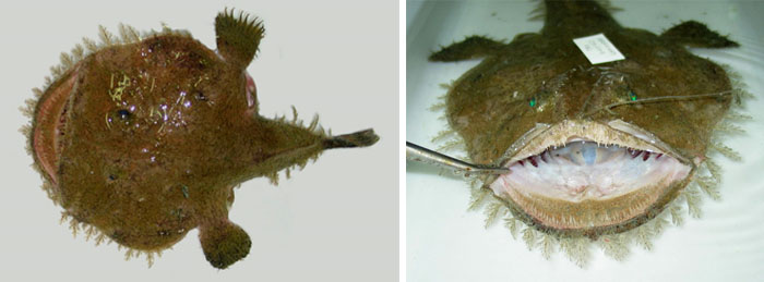 아귀(Blackmouth angler). Lophiomus setigerus