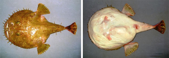 아귀(Blackmouth angler). Lophiomus setigerus