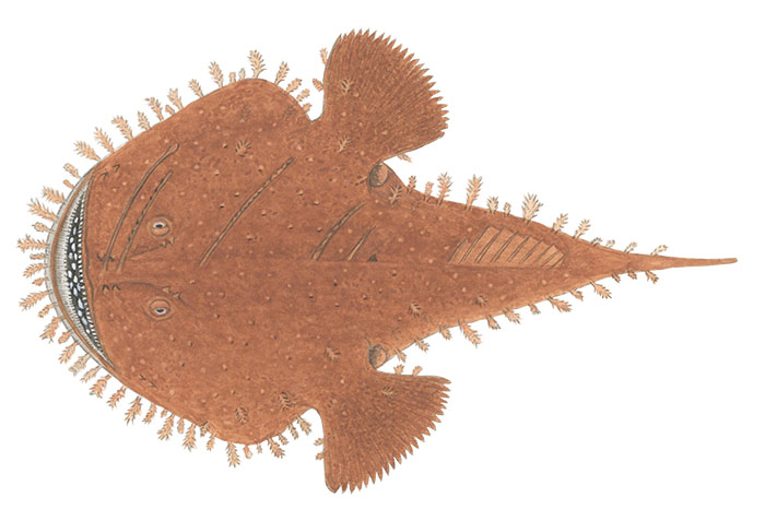 아귀(Blackmouth angler). Lophiomus setigerus