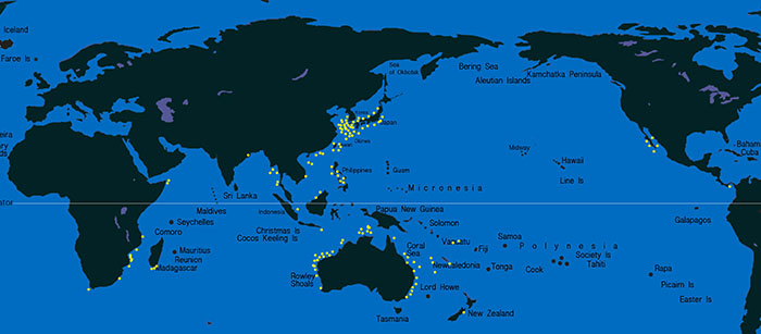 아귀(Blackmouth angler). Lophiomus setigerus