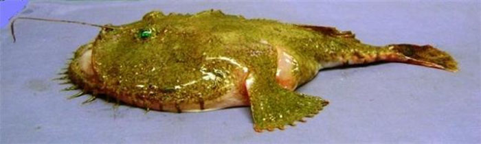 아귀(Blackmouth angler). Lophiomus setigerus