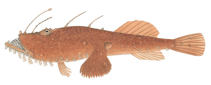 아귀(Blackmouth angler). Lophiomus setigerus