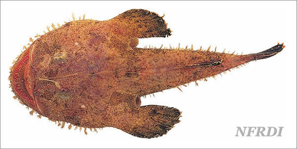 황아귀(Yellow goosefish). Lophius litulon