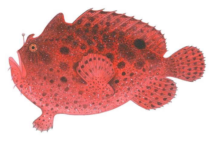 스칼렛프로그피시(Scarlet frogfish). Abantennarius coccineus