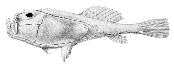 점씬벵이(Spotted sea toad). Chaunax abei