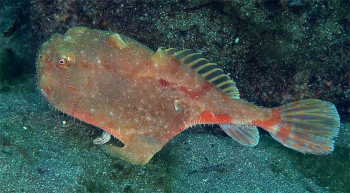 큰점씬벵이(Tassled coffinfish). Chaunax fimbriatus