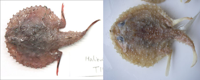 민부치(Smoky seabat). Halieutaea fumosa