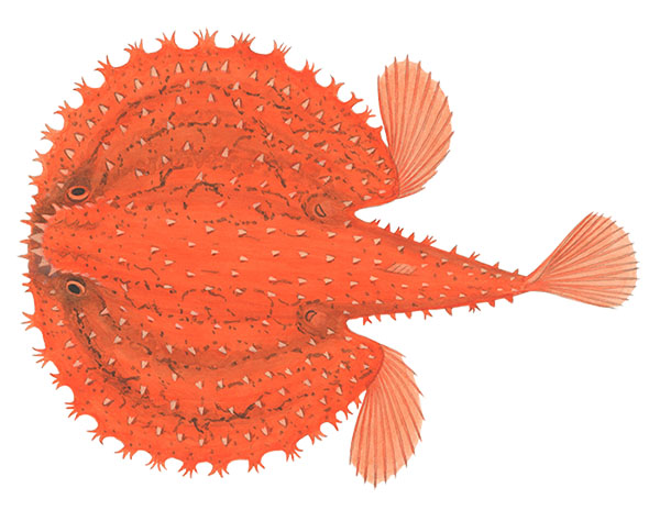 빨강부치(Starry handfish). Halieutaea stellata