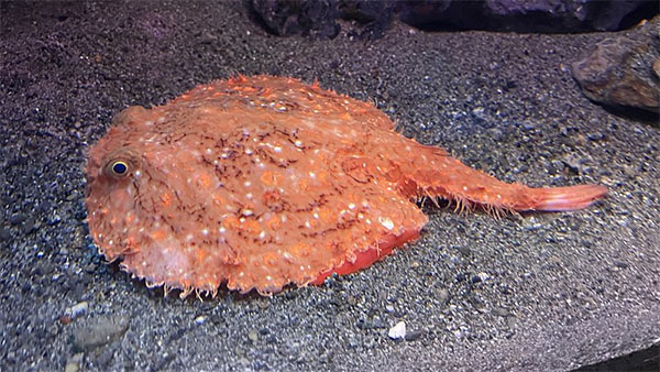 빨강부치(Starry handfish). Halieutaea stellata