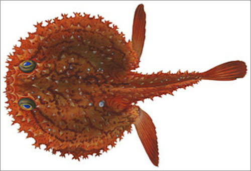 빨강부치(Starry handfish). Halieutaea stellata