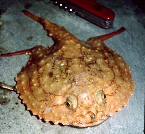 빨강부치(Starry handfish). Halieutaea stellata