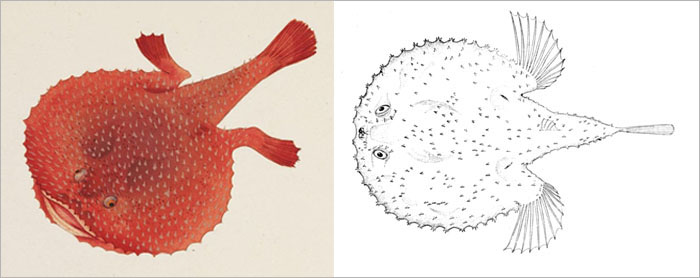 빨강부치(Starry handfish). Halieutaea stellata