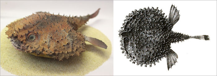 빨강부치(Starry handfish). Halieutaea stellata